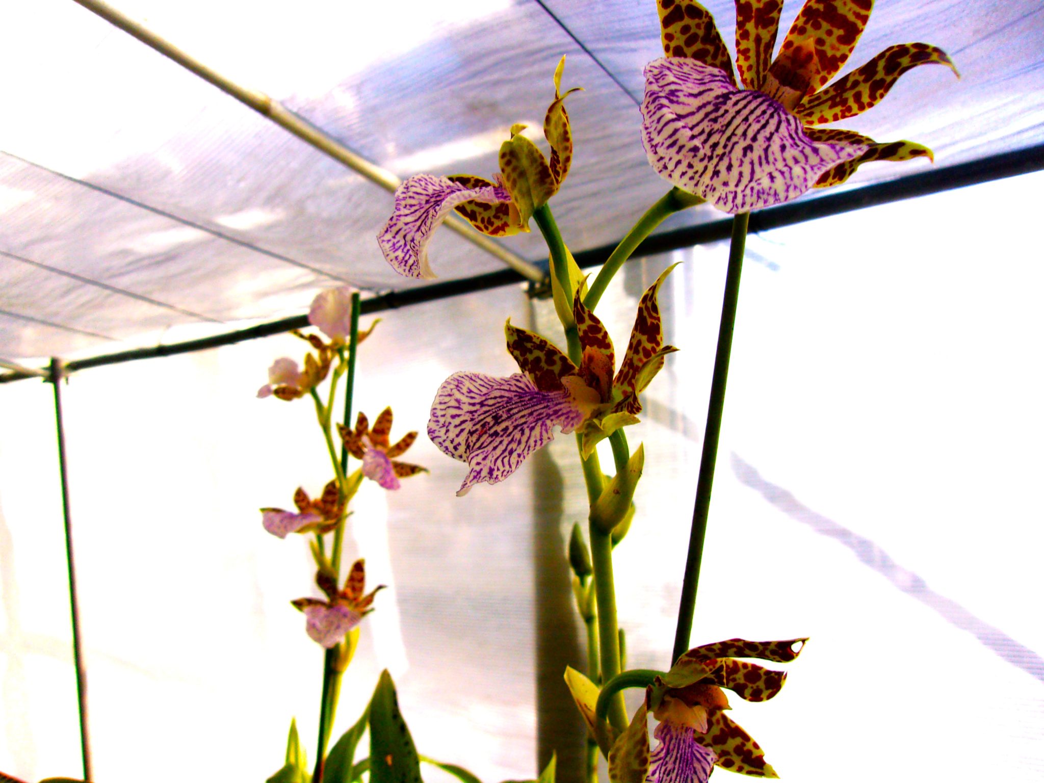 園内に冬の花が開花しています | 公益財団法人広島市農林水産振興センター